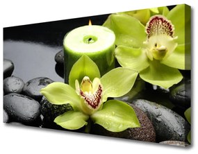 Obraz na plátně Květ Kameny Rostlina 100x50 cm
