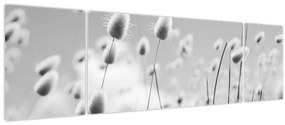 Obraz - Boho bunny tail grass (170x50 cm)