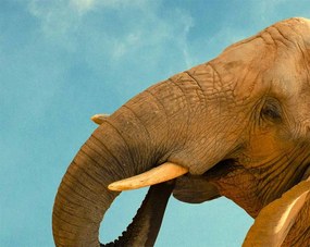 Malvis ® Sloní rovnováha Velikost: 170x100 cm