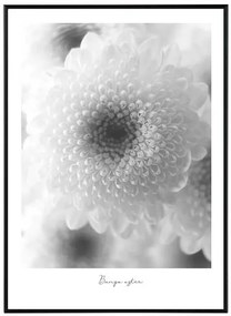 Flower bunga aster - 30x40 cm Obraz
