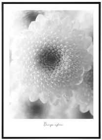 Flower bunga aster - 50x70 cm Obraz