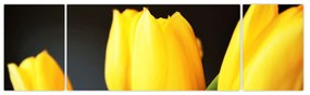 Obraz tulipánů (170x50 cm)