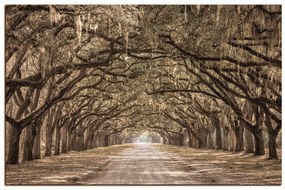 Obraz na plátně - Historické dubové stromy lemované polní cestou 1239FA (120x80 cm)