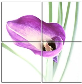 Obraz na plátně - Květina lilie - čtverec 379D (60x60 cm)