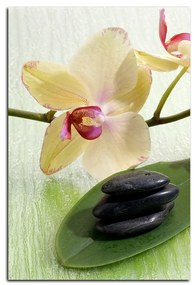 Obraz na plátně - Květy orchideje - obdélník 762A (120x80 cm)