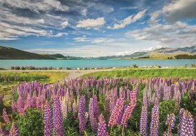 CLEMENTONI Puzzle Lupiny u jezera Tekapo / 1500 dílků / od 18 let