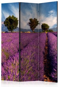 Artgeist Paraván - Lavender field in Provence, France [Room Dividers] Velikosti (šířkaxvýška): 135x172