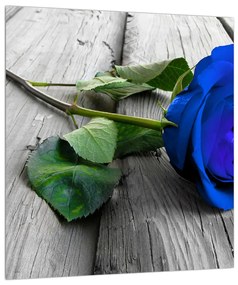 Obraz modré růže (30x30 cm)