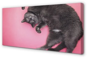 Obrazy na plátně ležící kočka 100x50 cm