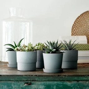 SUCCULENT Rostlina, různé druhy/Sukulent, 9 cm