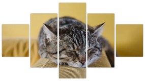Obraz kočky na pohovce (125x70 cm)