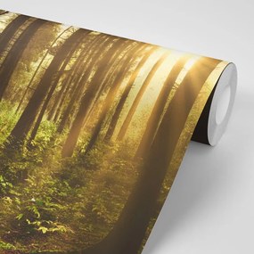 Samolepící fototapeta les zalitý sluncem