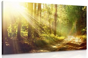 Obraz sluneční paprsky v lese - 120x80 cm
