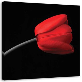 Obraz na plátně Červený tulipán Černé pozadí - 50x50 cm