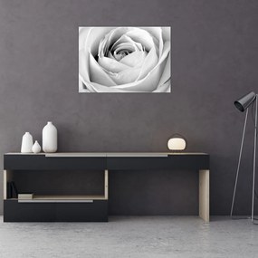 Skleněný obraz - Detail květu růže (70x50 cm)