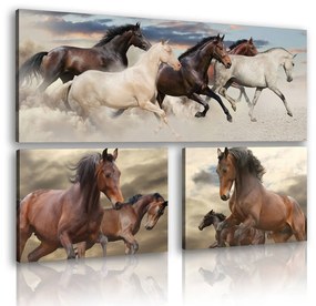 Postershop Obraz na plátně: Koně (2) - set 1ks 80x30 cm a 2ks 37,5x24,8 cm