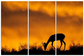 Obraz na plátně - Antilopa skákavá silueta  1913B (135x90 cm)
