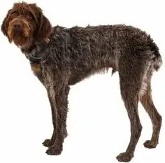 Ruffwear Front Range Postroj pro psy Moonlight Mountains - XXS
