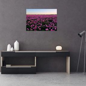 Skleněný obraz - Louka fialových tulipánů (70x50 cm)