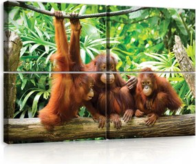 Obraz 120x80 Orangutani opice džungle příroda les zvířata na plátně