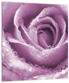 Obraz detailu květu růže (30x30 cm)