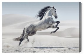 Obraz Kůň V Poušti Nedostatek Nedostatek Přírodní plátno 40x30