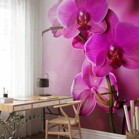 Fototapeta Růžové květy orchidejí - motiv čerstvých květů na jemném pozadí