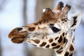 DIMEX | Samolepicí vliesová fototapeta na zeď Žirafí mládě MA-5-0449 | 375 x 250 cm | béžová, hnědá