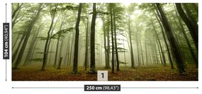 Fototapeta Mlhavý les 104x70