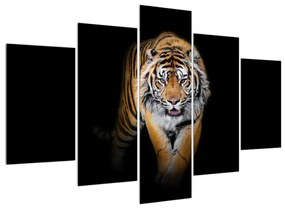 Obraz tygra (150x105 cm)
