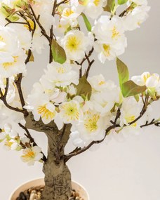 Sakura – třešeň v květináči 50 cm