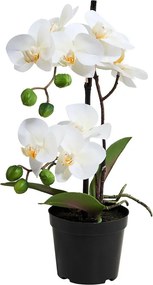 FLORISTA Orchidej v květináči 35 cm - bílá