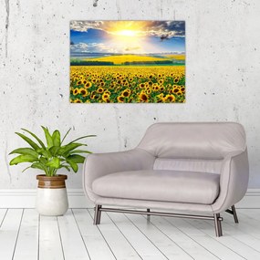 Skleněný obraz - Pole Slunečnic (70x50 cm)