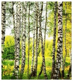DIMEX | Vliesová fototapeta na zeď Březový les MS-3-0094 | 225 x 250 cm | bílá, černá, zelená