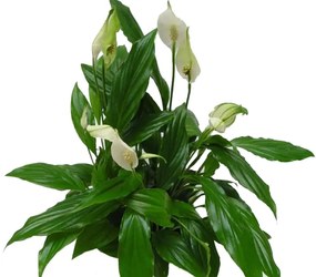 Spathiphyllum, průměr 12-13 cm