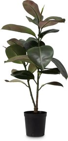 Ficus Elastica- Gumovník tmavý