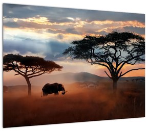 Obraz - Národní park Serengeti, Tanzánie, Afrika (70x50 cm)