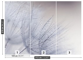 Fototapeta Pampeliška semena 104x70