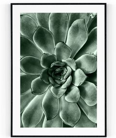 Plakát / Obraz Kaktusový květ S okrajem Samolepící plátno A4 - 21 x 29,7 cm