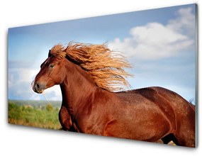 Obraz na skle Kůň Zvířata 100x50 cm