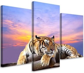 Obraz na plátně třídílný Tygr divoká zvířata - 150x100 cm