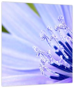 Obraz - květ (30x30 cm)