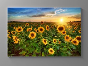 Liox Obraz slunečnicové pole Rozměr: 150 x 100 cm