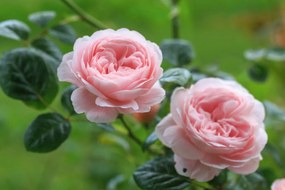 DIMEX | Vliesová fototapeta Anglická růže MS-5-1366 | 375 x 250 cm| zelená, růžová