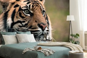 Samolepící fototapeta bengálský tygr - 300x200 cm
