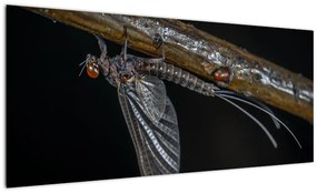 Obraz - hmyz (100x40cm)