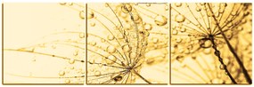 Obraz na plátně - Pampeliška s kapkami vody - panoráma 5203FB (90x30 cm)