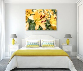 Obraz žlutá lilie Varianta: 90x60