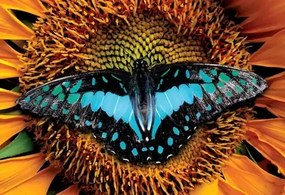 INTERDRUK Puzzle Colorful Nature: Motýl / 250 dílků / 48 × 33 cm