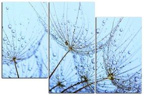 Obraz na plátně - Pampelišková semínka s kapkami vody 1202D (135x90 cm)